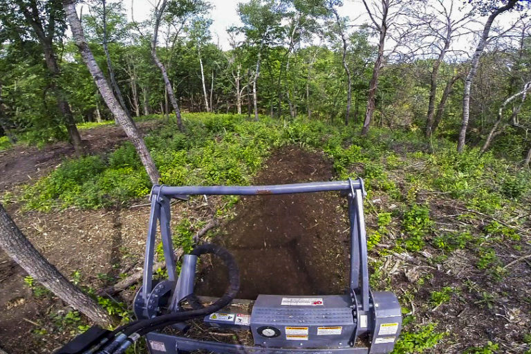 Buckthorn Removal Experts in Minnesota - Landbridge Ecological