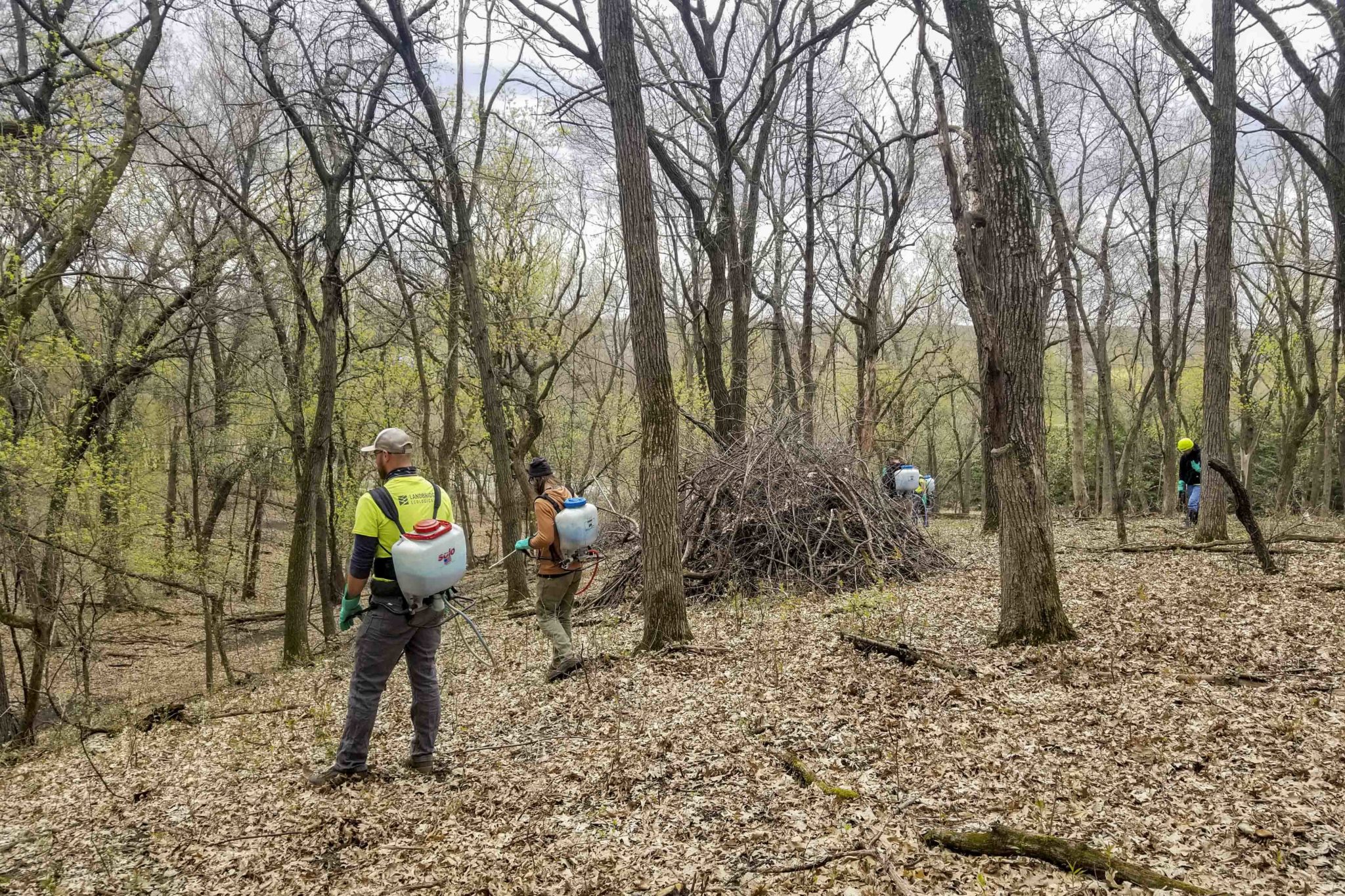 Buckthorn Removal Experts in Minnesota - Landbridge Ecological